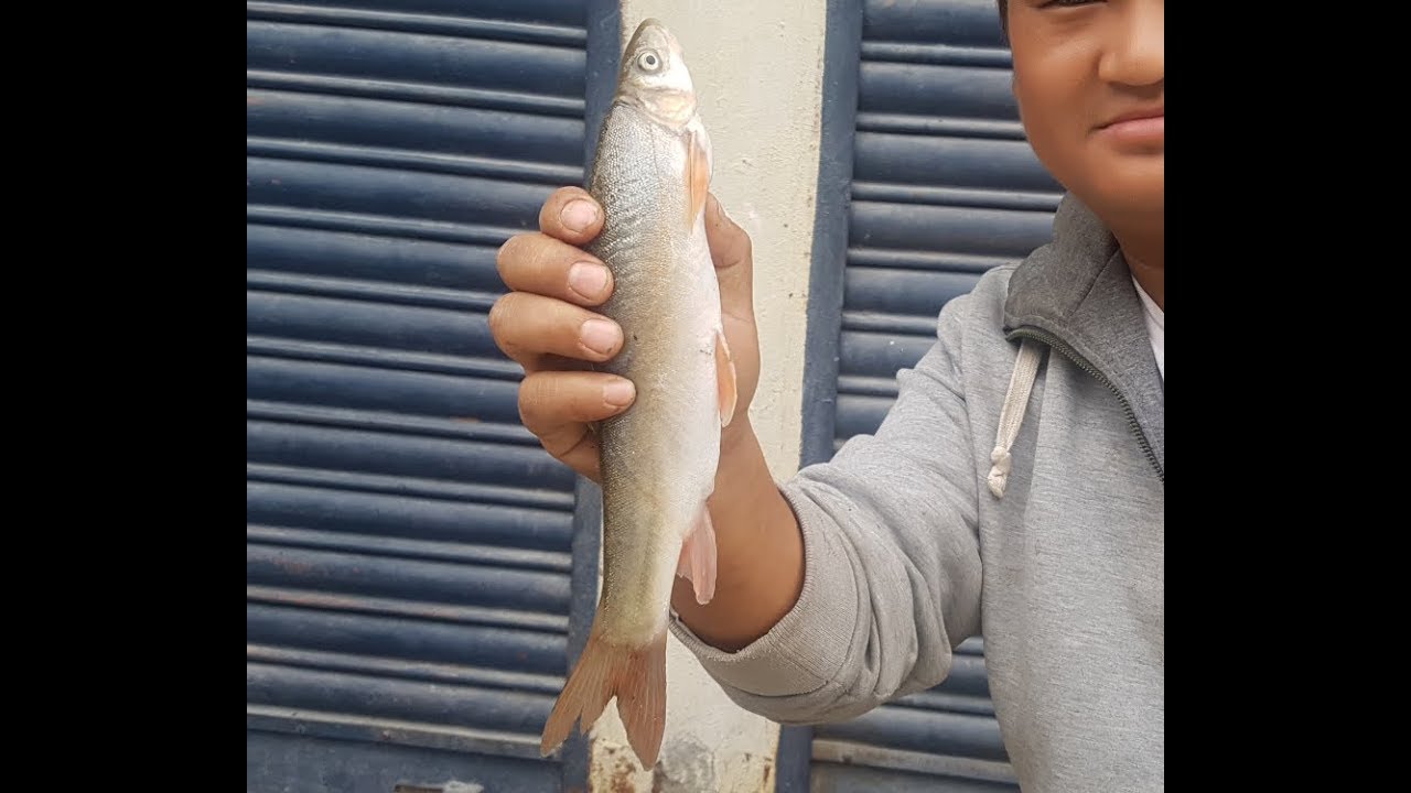 Fishing in Nepali River (Kaligandaki) / Nepali Best Traditional Fishing ...