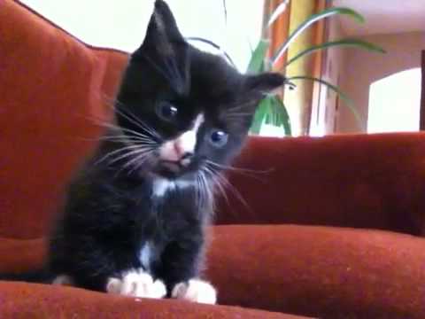 Crazy little cat @ cam - YouTube