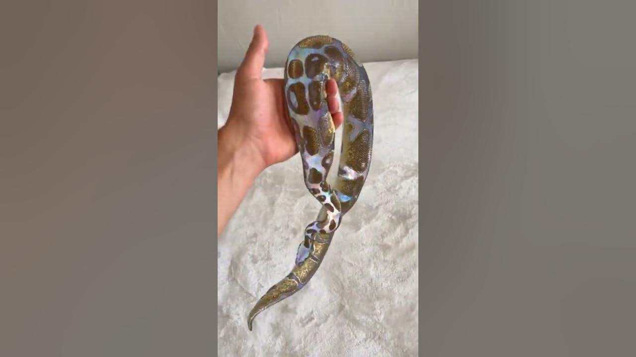 Rare crown python - YouTube