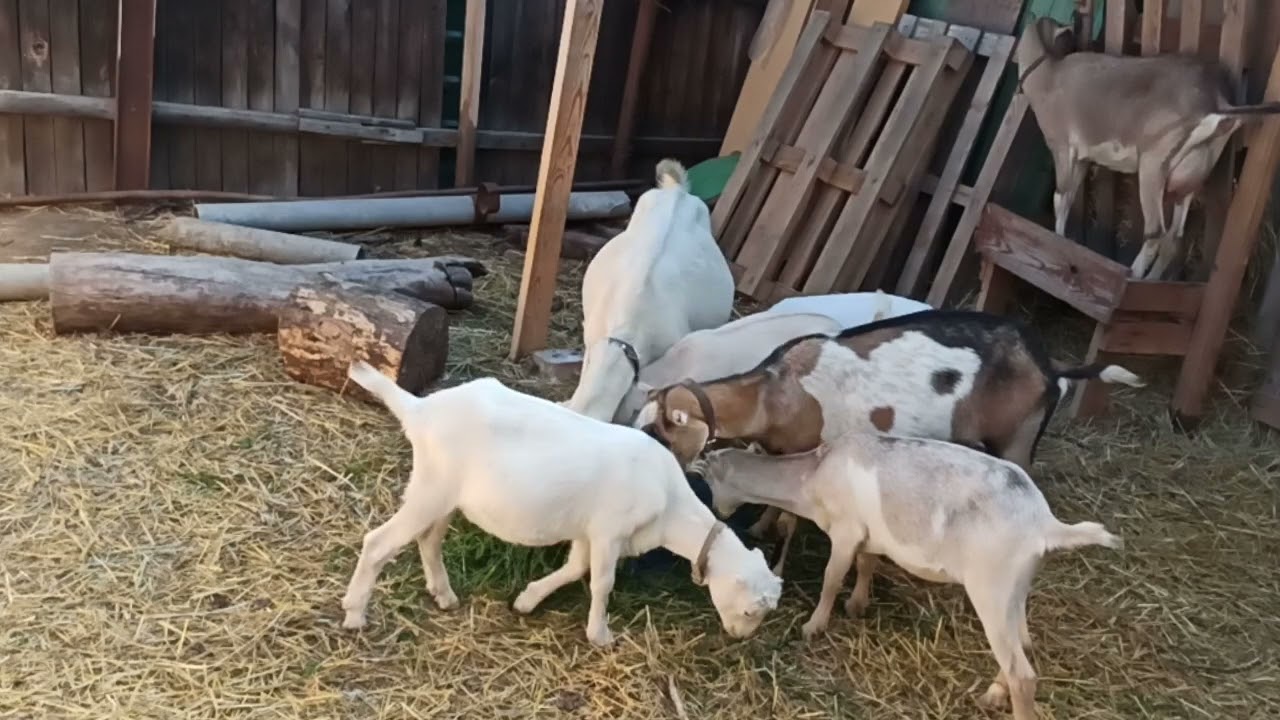 Funny goats LaMancha Elves! 14 - YouTube