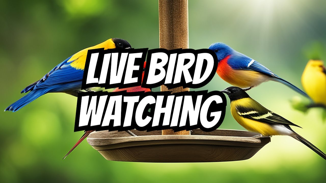 I Built A Live Bird Feeder CAM In Ohio - YouTube