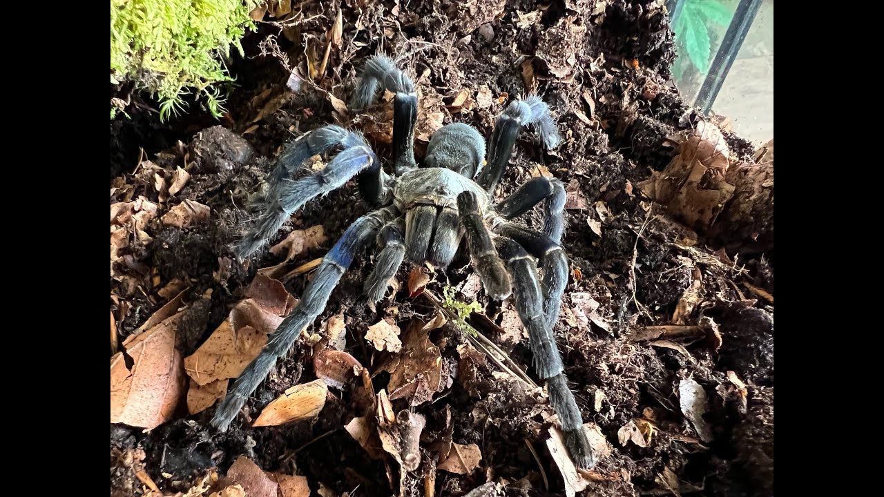 Cyriopagopus lividus, Cobalt Blue Tarantula rehouse and care - YouTube