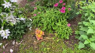 Plant Review: Clematis for the mailbox