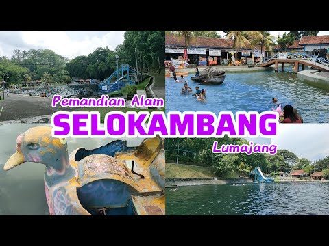 Pemandian Alam SELOKAMBANG Lumajang. Kolam Renang Dari Mata Air Alami Yang Segar dan Sejuk.