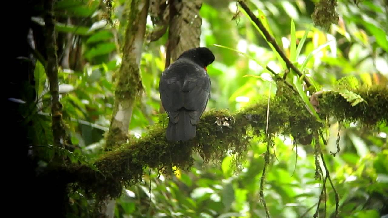 Red-ruffed Fruitcrow - Pyroderus scutatus 3 - Otun, C Andes - YouTube