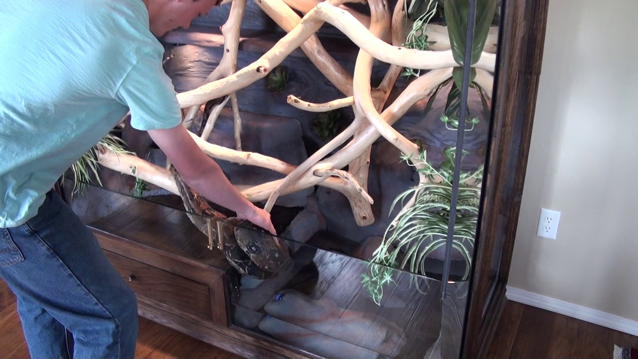 Red Tail Boa cage - YouTube