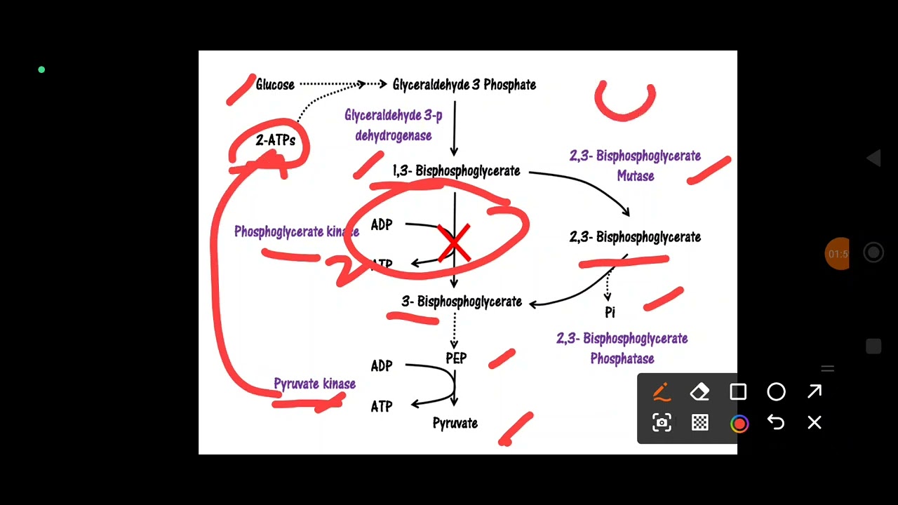 Rapaport leubering cycle in glycolysis@ - YouTube
