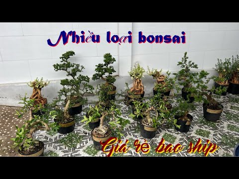 Clip124.Nay có sam bông,sam 86,sam hương cẩm thạch,sam trái xù,sơri giá ...