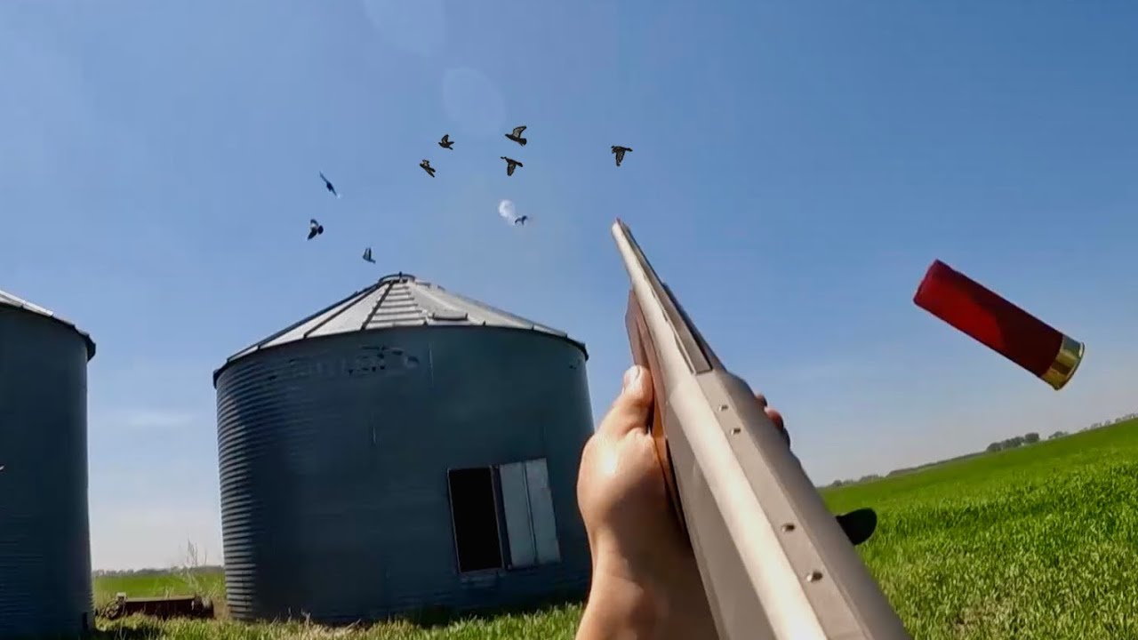 Jump Shooting Grain Bins FULL of Pigeons (Pigeon Hunting) - YouTube