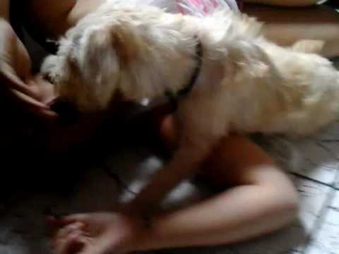 e o amor de cachorro e mulher