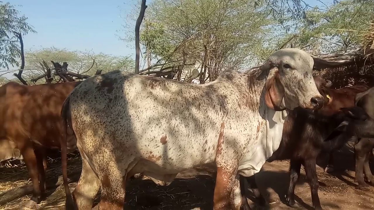 Ganga Gir Cow Farm 7023151275 - YouTube