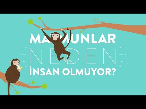 Maymunlar Neden İnsan Olmuyor?