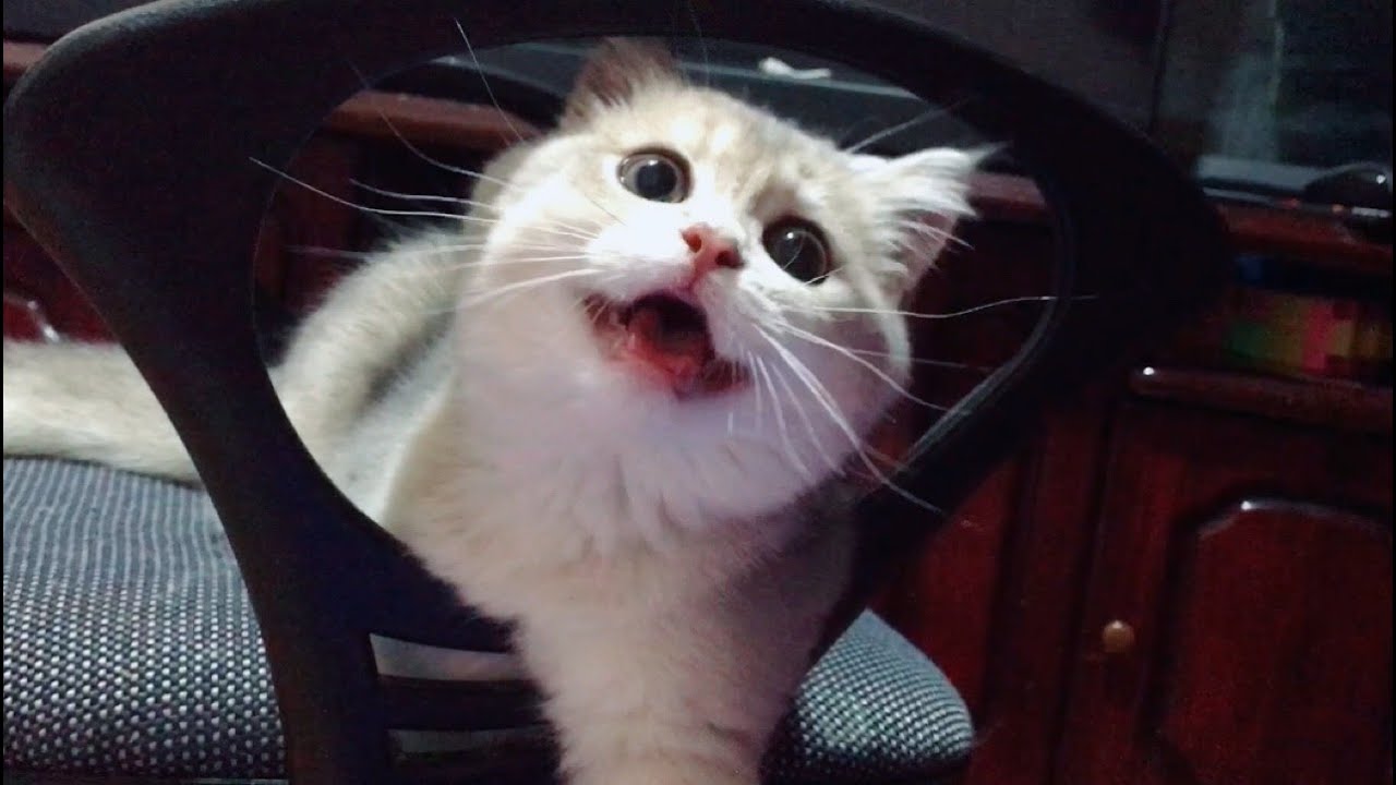 Oh my God a super funny cat 😁 Too cute - YouTube