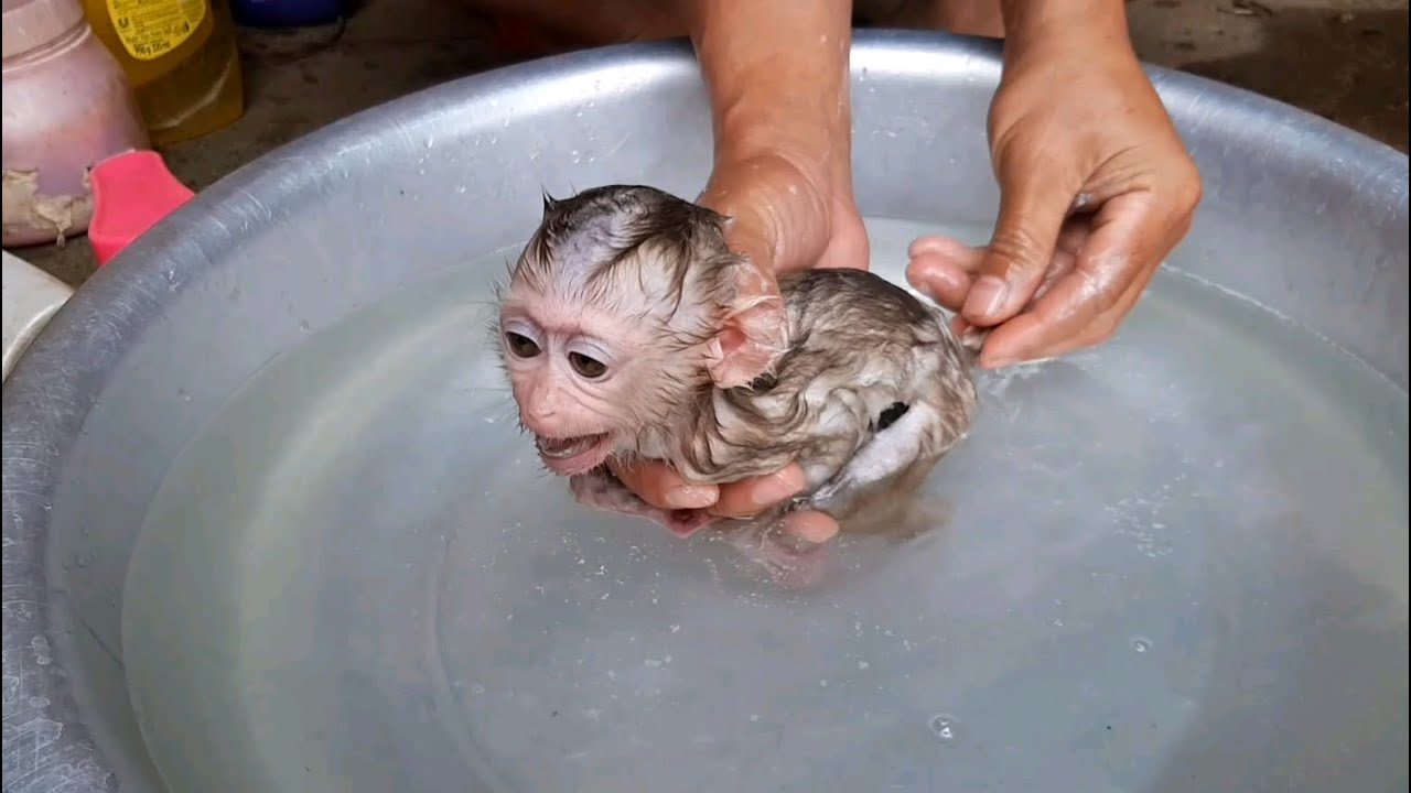Take Care of Monkey Molly Super Small and Cute - YouTube