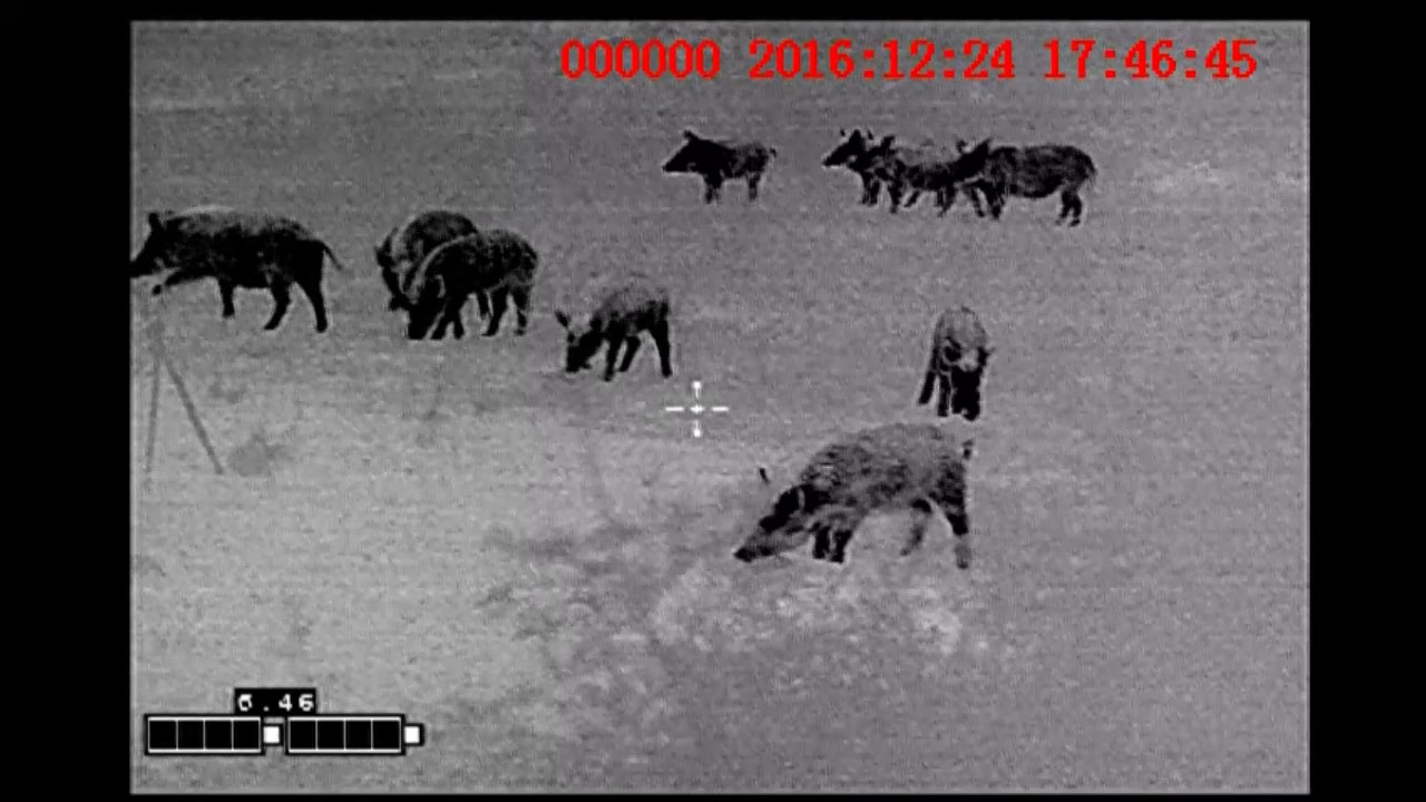 Thermal Hog Hunt 12-23-16 - YouTube