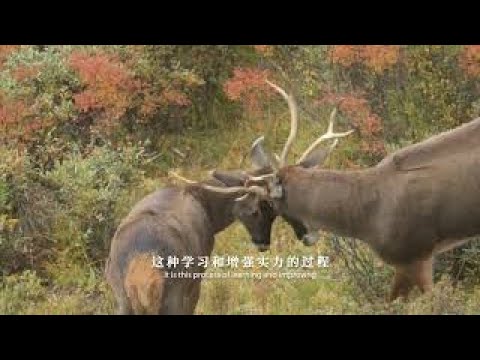 Thorold's deer: fighting for dominance. 群雄逐鹿 - YouTube