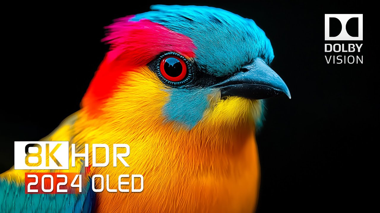 Bold Colors 8K HDR 120 fps Dolby Vision - 8K Video - YouTube