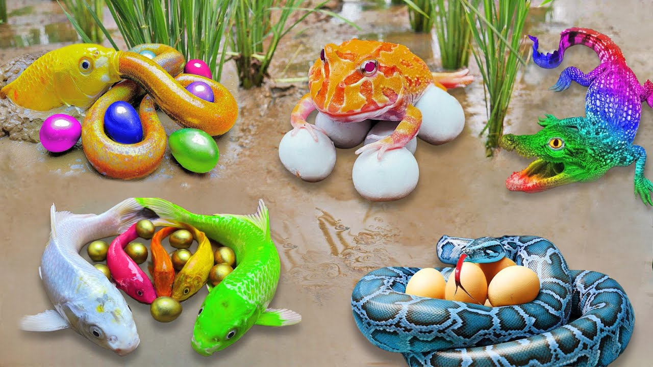 World Cute Chickens Of Fancy Pacman Frog, PingPong Pearlscale Goldfish ...