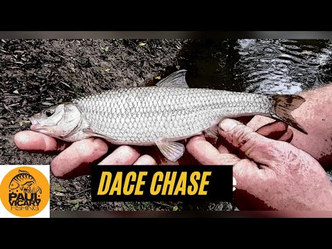 Dace fishing on the river Culm - YouTube