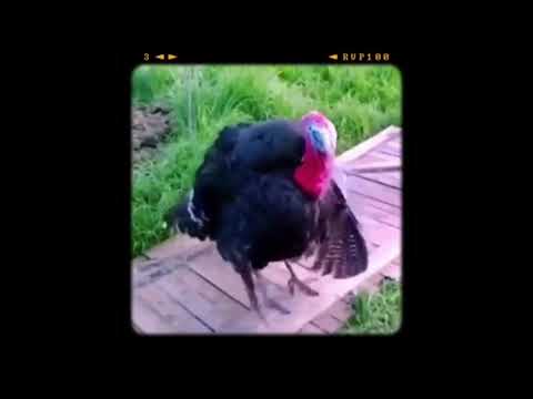Horon-Cimilli (Horon tepen hayvanlar)