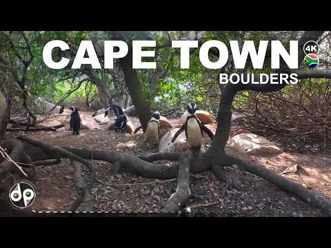 Boulders to Seaforth Cape Town | The Free Way to See Cape Town's Penguins | 4K Walking Tour