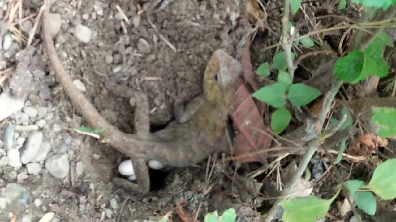 Birth of eggs from Lizard, a Girgit - YouTube