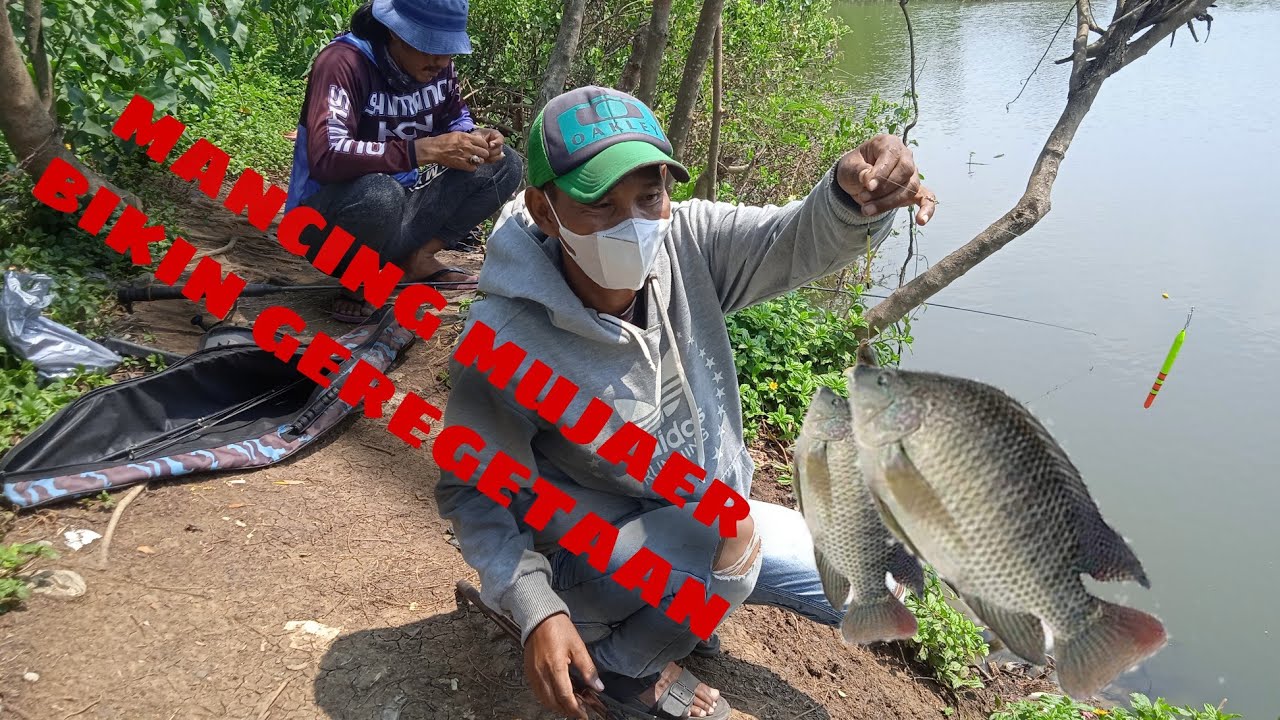 MANCING ikan MUJAIR bikin GERETAN - YouTube