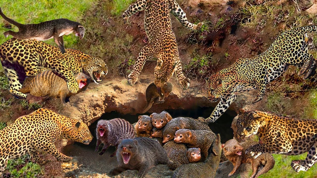 Evil Leopards Harass The Cave Of Mongoose, what Will The Mother ...
