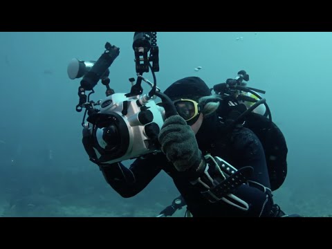 Diving With Giants
