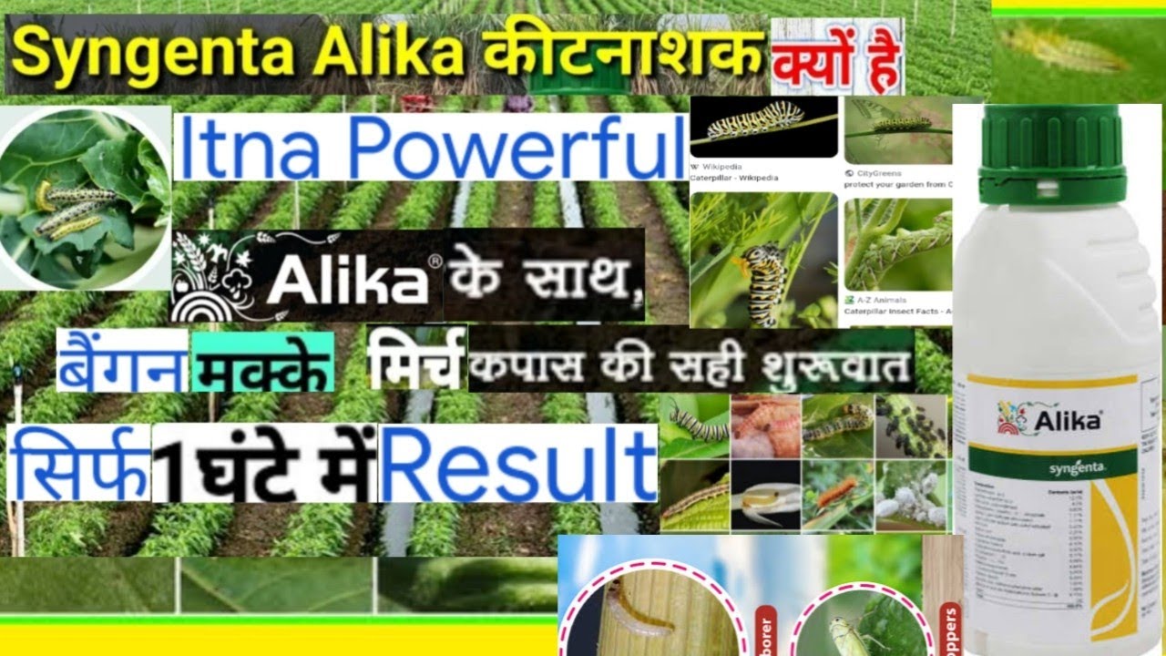 Alika insecticide||Syngenta Alika insecticide|thiamethoxam 12.6 ...