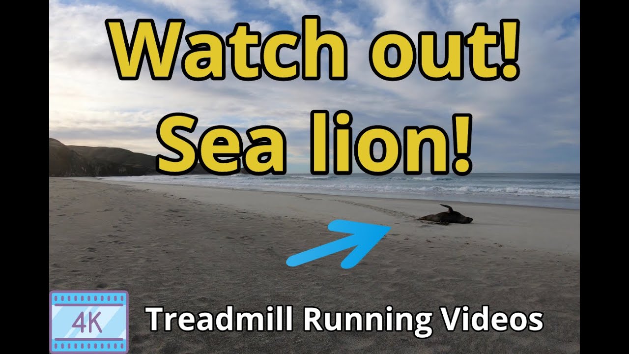 Virtual Running Videos | 12 Minute Beach Virtual Run With Sealion 4K ...