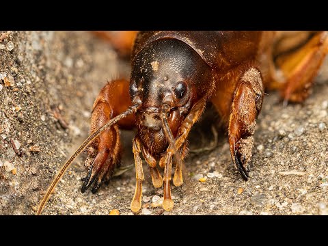 Is The Mole Crickets Poisonous