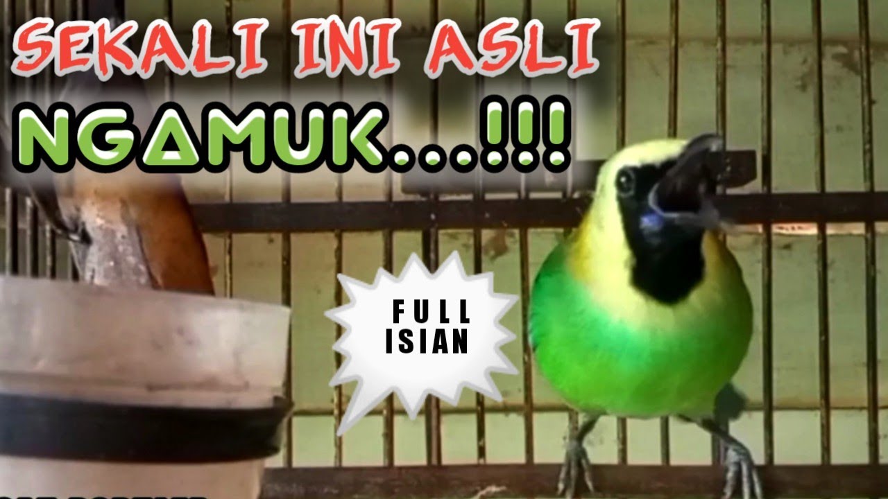 CUCAK RANTING GACOR ISIAN MEWAH BIKIN GEMPAR DUNIA CUCAK RANTE... - YouTube