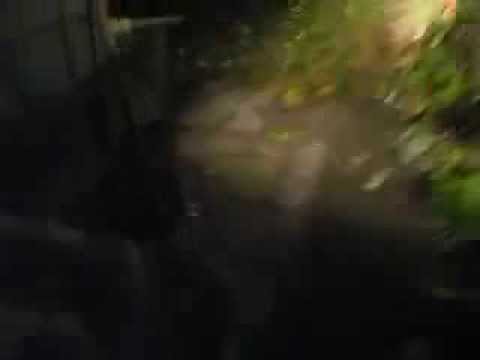 Real Cryptid Sighting 2014 Roof Alien - YouTube