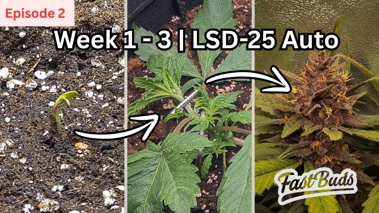 EP. 2 Early Growth, LST, and Feeding | LSD-25 Autoflower Grow by ...
