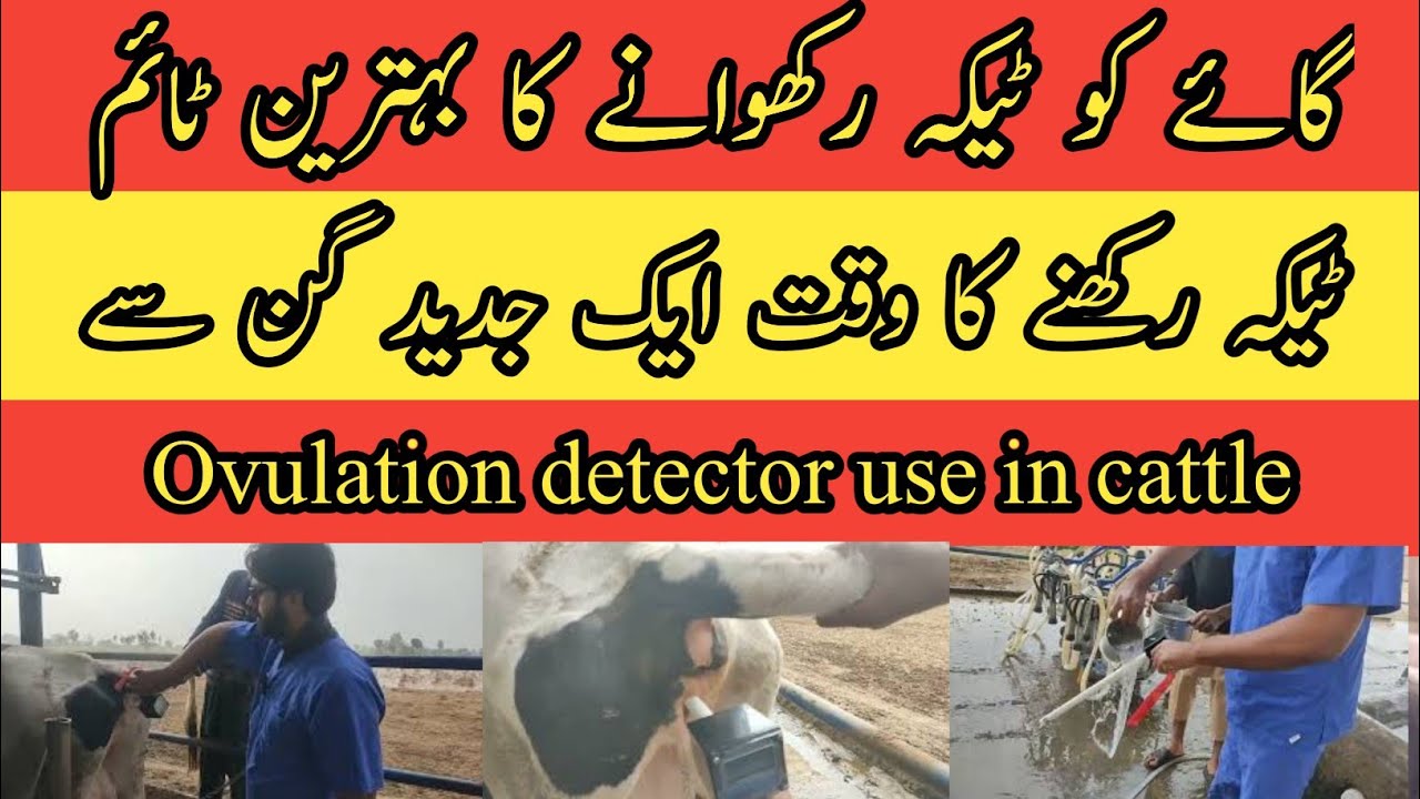 Insemination in cattle by heat gun II Use of ovulation detector in cow ...