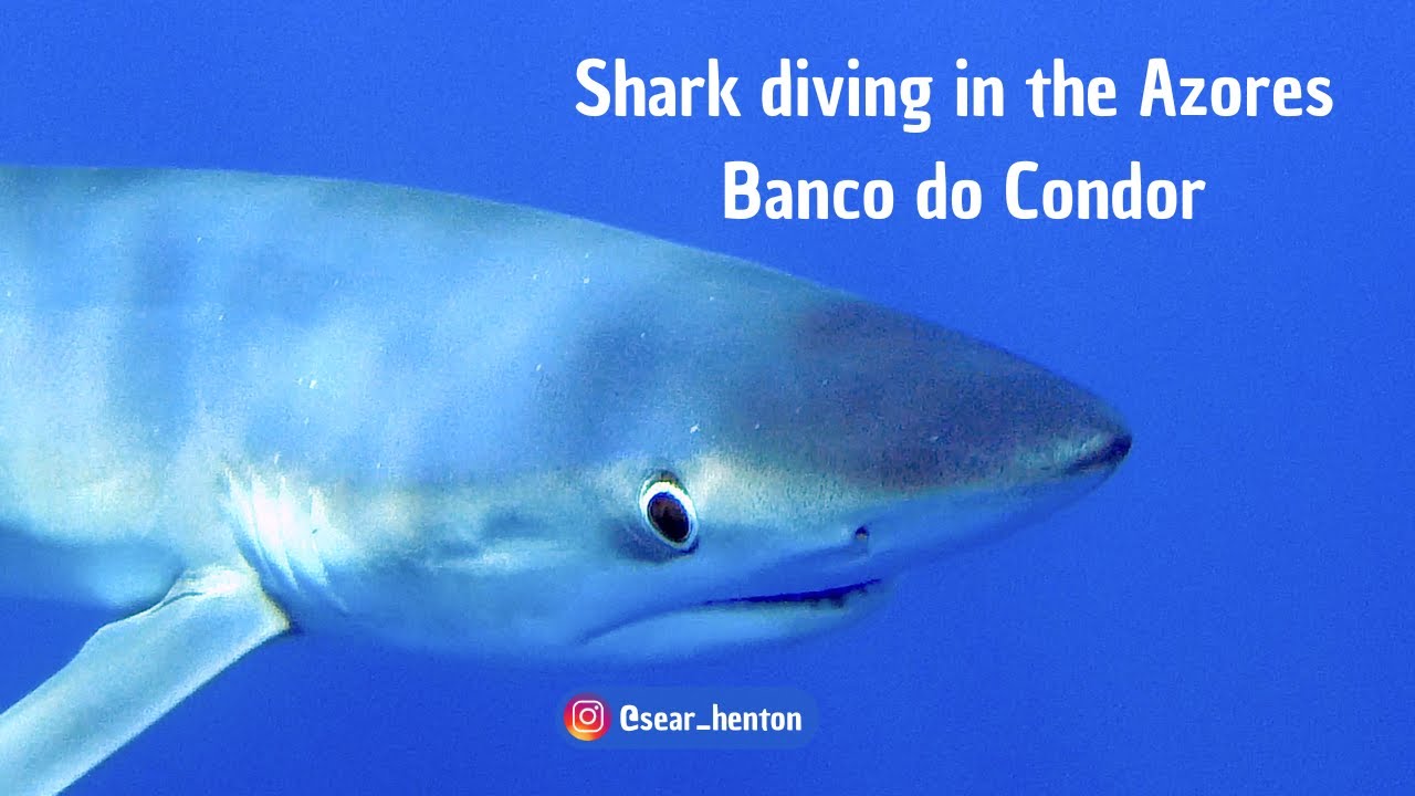 Shark diving in Portugal, Europe - the Azores (Banco do Condor) - YouTube