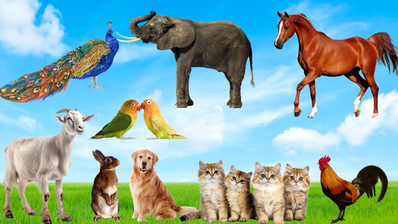 Playful Animals Moments Sheep, Cat, Dog, Horse, Chicken, Got And ...