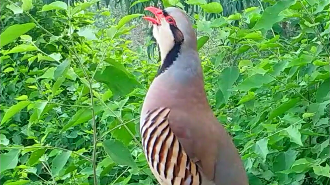 National bird of Pakistan// Chukar voices// Chakor ki awaaz// Chukar ...