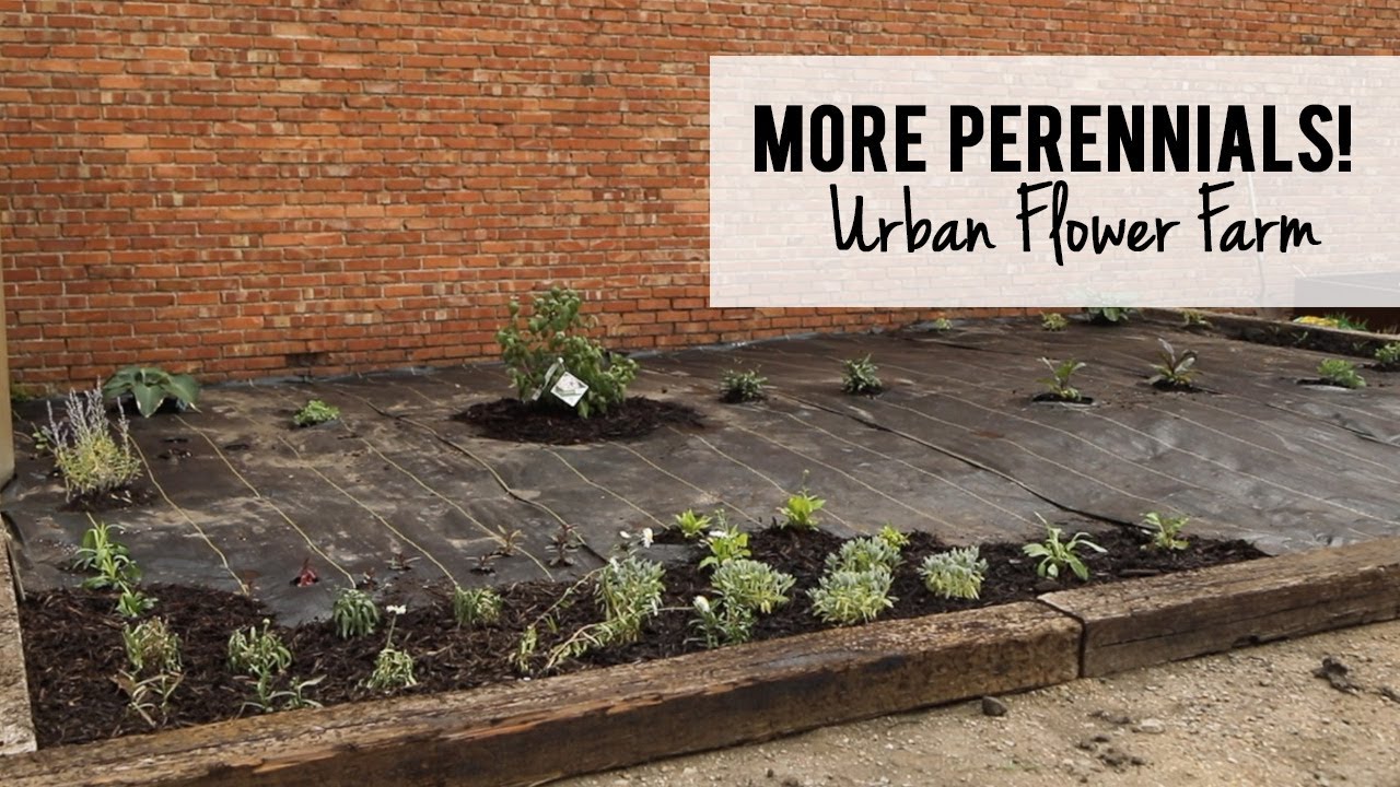 New Perennial Cut Flower Bed!! Urban Flower Farm - Sunshine and Flora ...