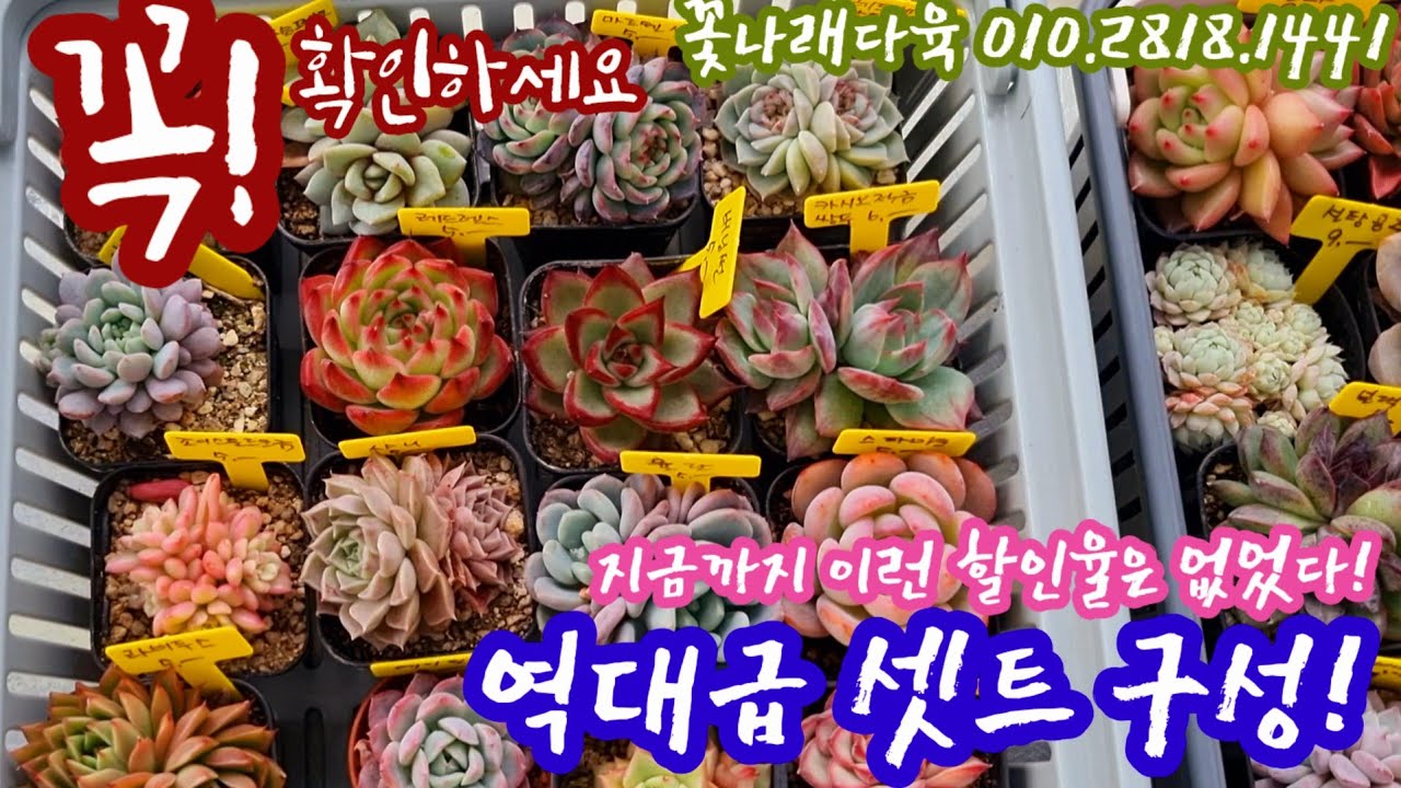 역대급 셋트 구성 And 놀라운 할인율 초보다육맘 베란다다육맘봄맞이 자리빼기하는 꽃나래다육💕꽃나래다육 01028181441