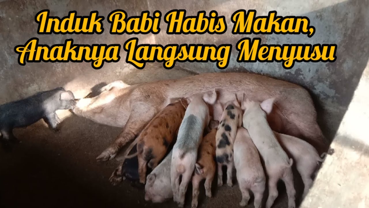 Induk Babi Habis Makan|Anaknya Langsung Menyusu - YouTube