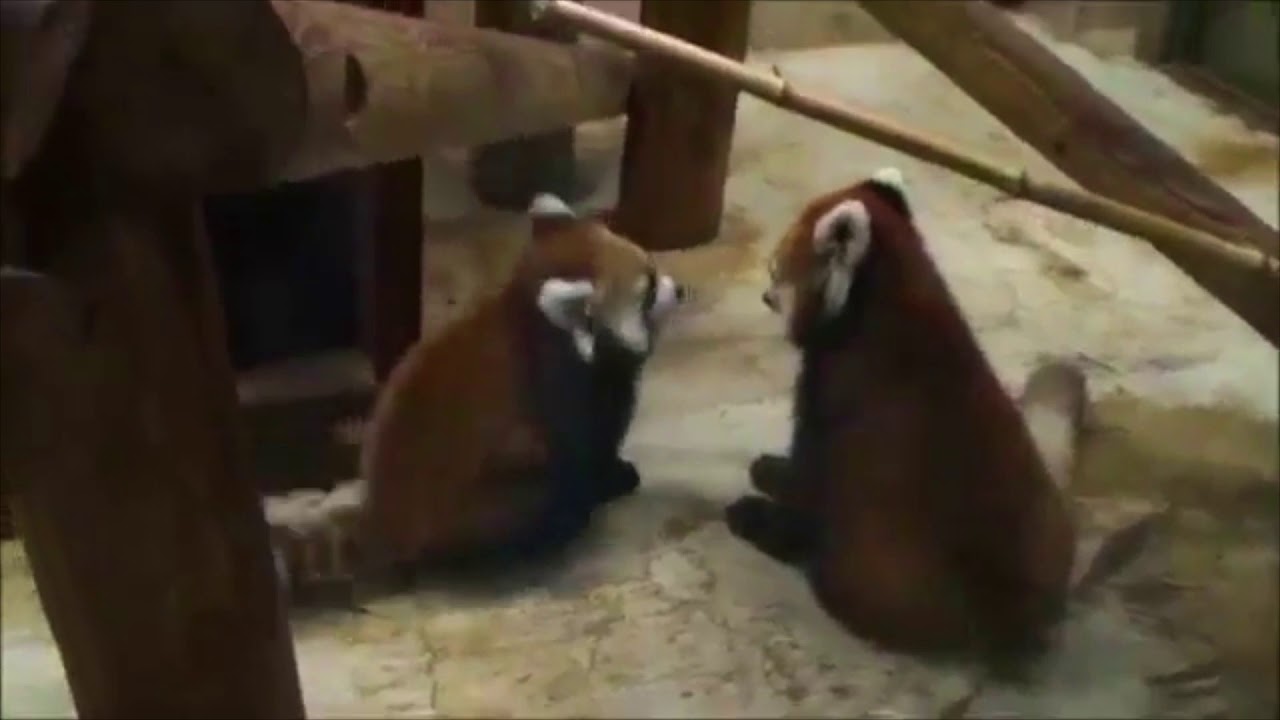 Cute Red Panda Pouncing - YouTube