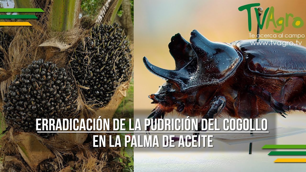 Erradicación de la Pudrición del Cogollo en la Palma de Aceite - TvAgro ...