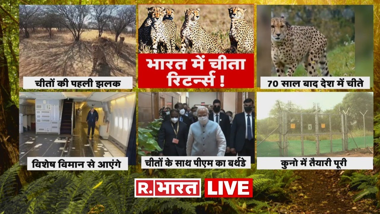 Cheetah News LIVE: 70 साल का इंतजार खत्म | Kuno National Park Cheetah ...