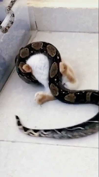 Python eats rabbit | EP58 #shorts - YouTube