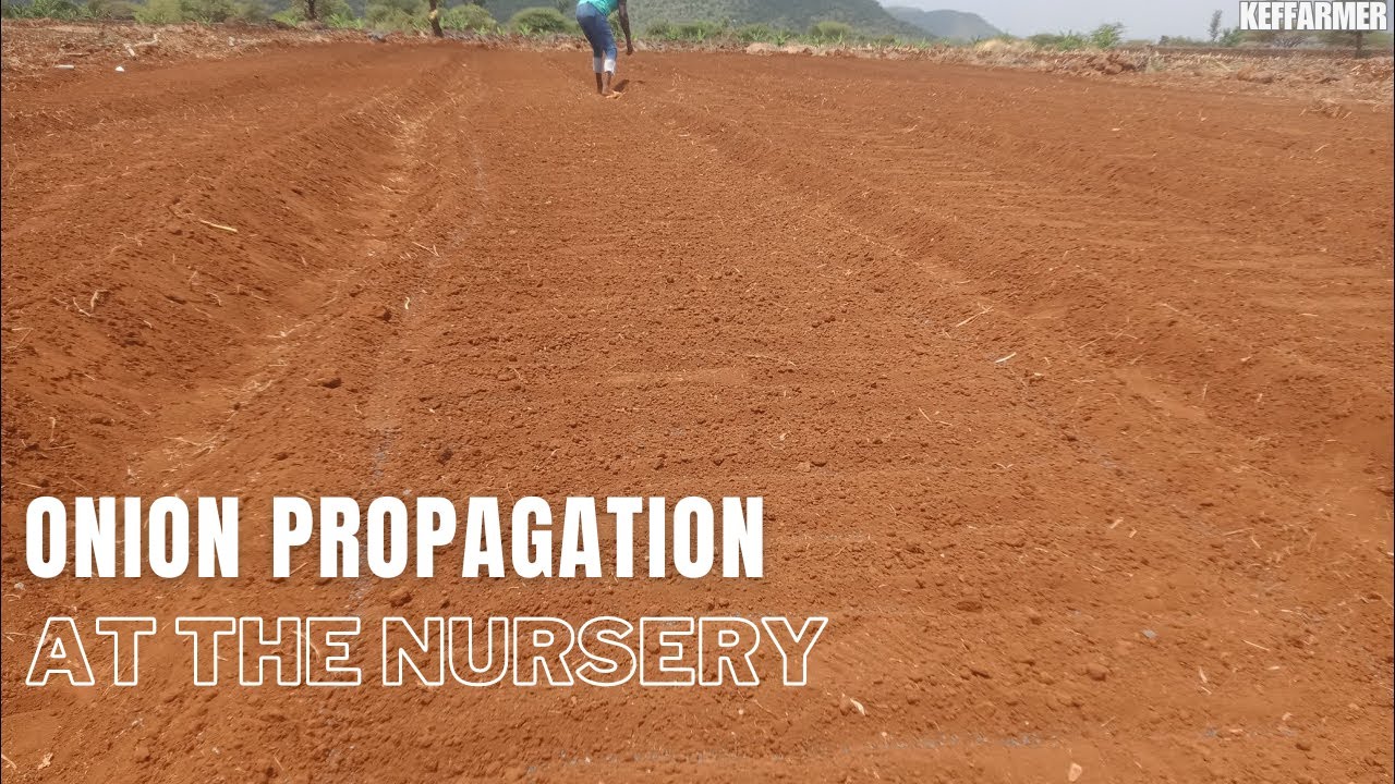 simple method of onion propergation at the nursery - YouTube