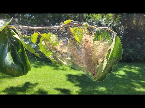 How To Kill Spider Mites On Citrus Trees