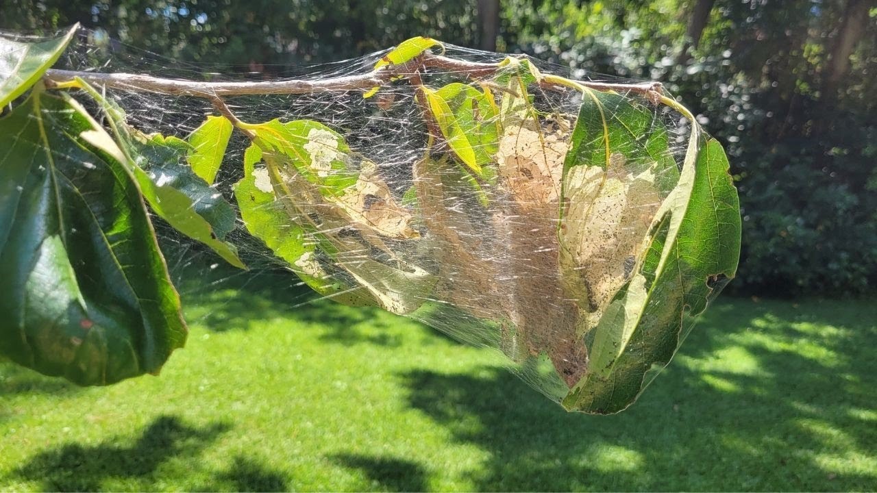 How to get rid of spider mites on fruit trees🌱Gardening with Susie TLC ...