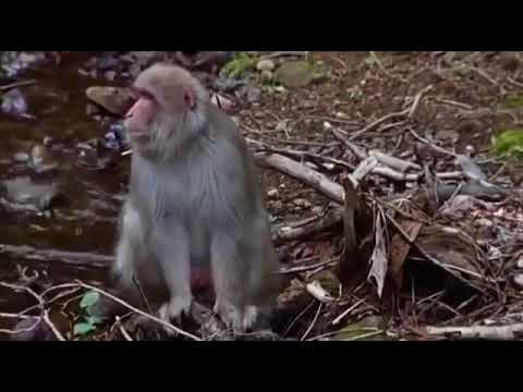 Ormanda Yaşam - Türkçe Belgesel